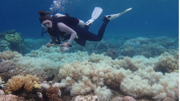 Human Threats To Coral Reefs Mywaterearthandsky